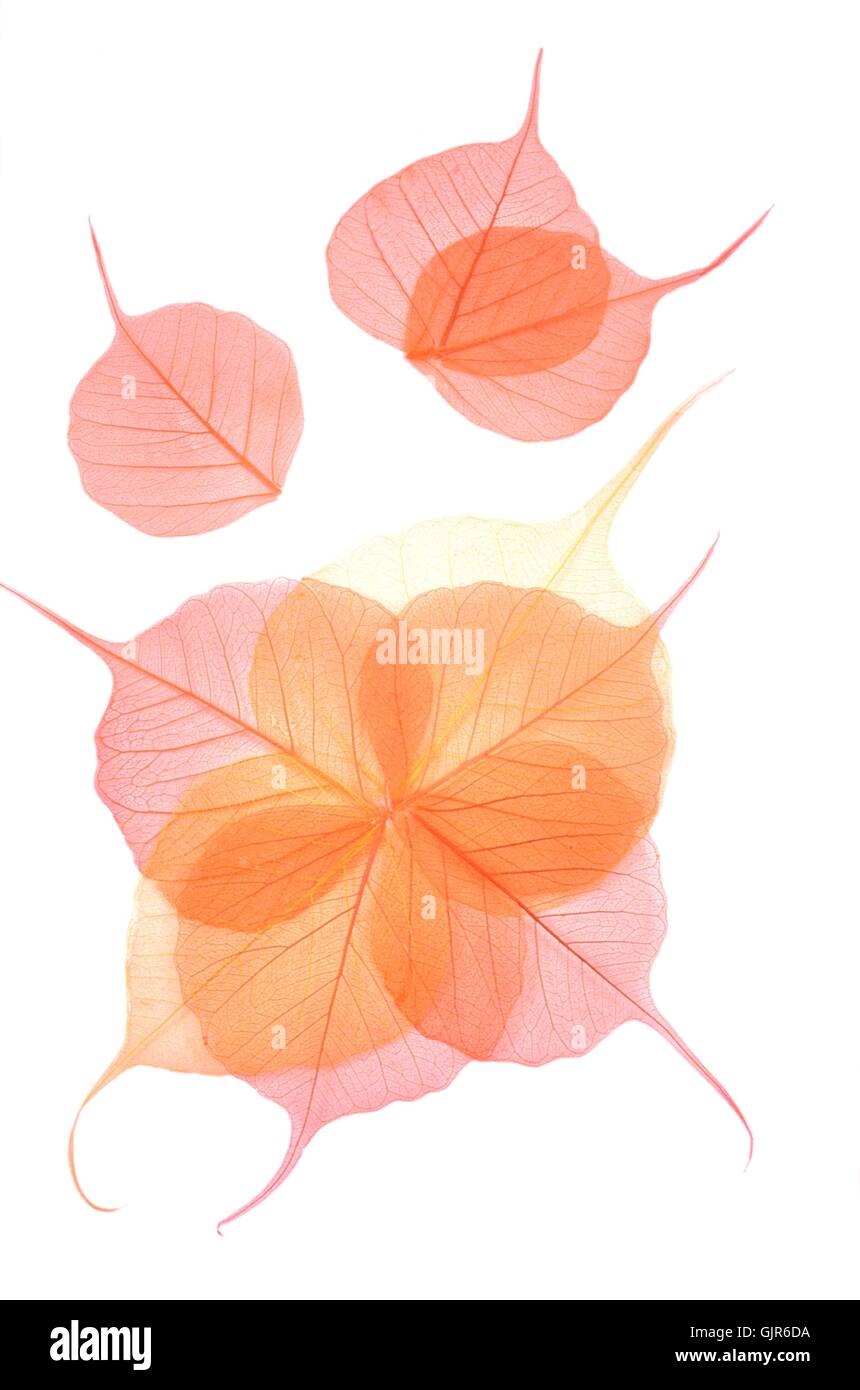 Leaves color line up Cut Out Stock Images & Pictures - Alamy