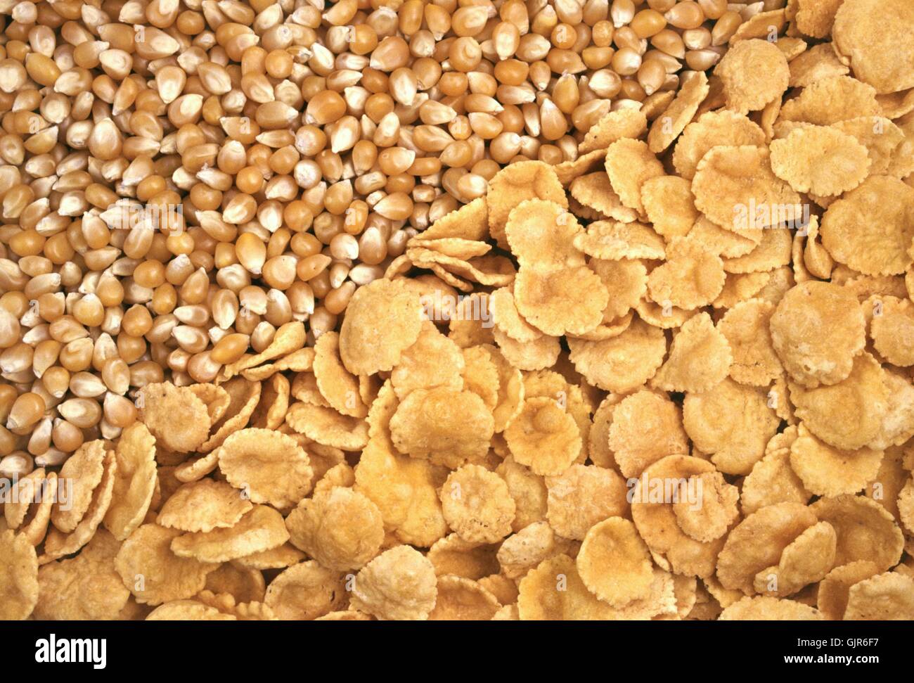 corn seed emblements Stock Photo - Alamy