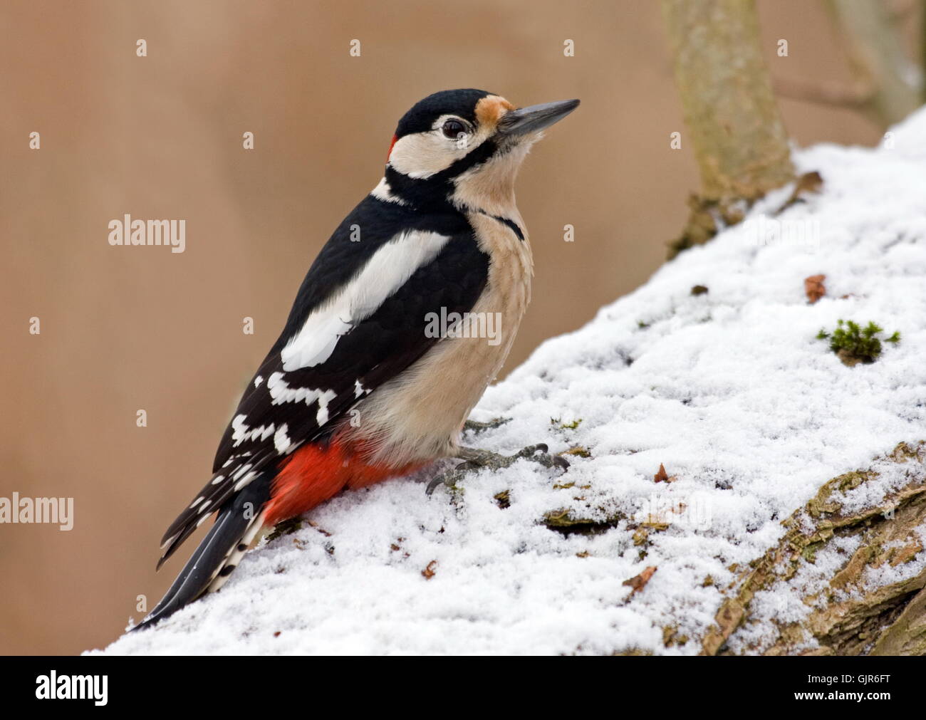 Buntspecht hi-res stock photography and images - Alamy