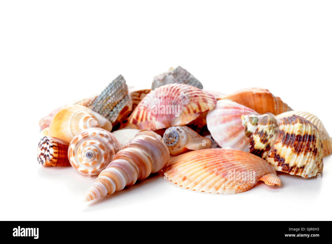 Mollusks calcium hi-res stock photography and images - Alamy