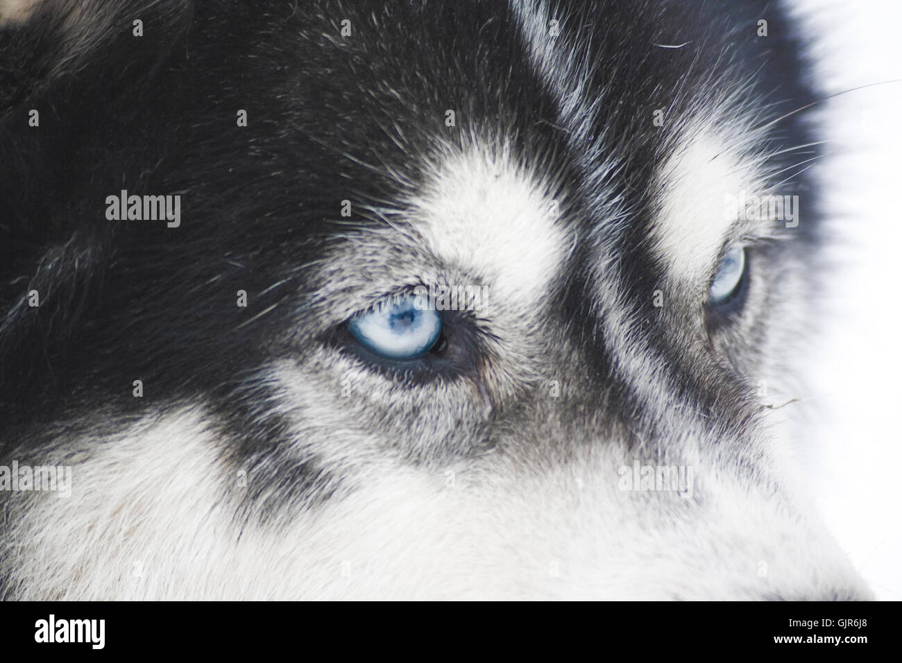 blue macro close-up Stock Photo - Alamy