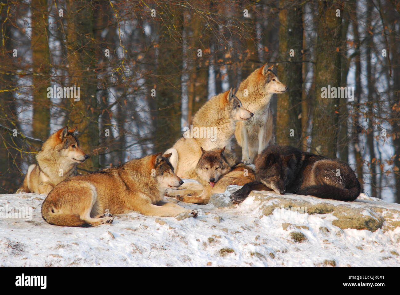 Wolf pack snow hi-res stock photography and images - Alamy