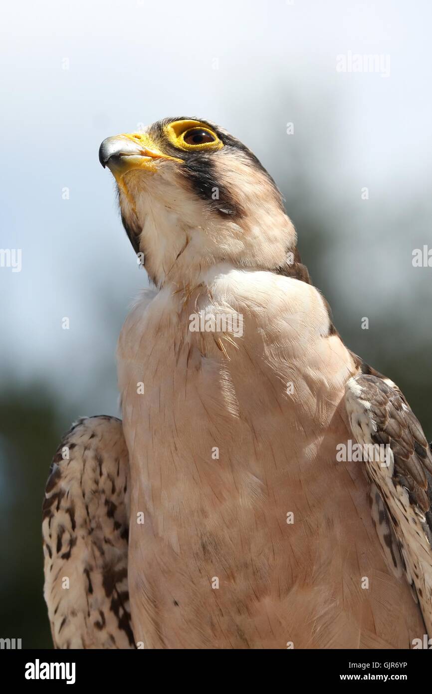 Lanner Falcon Bird of Prey Stock Photo - Alamy