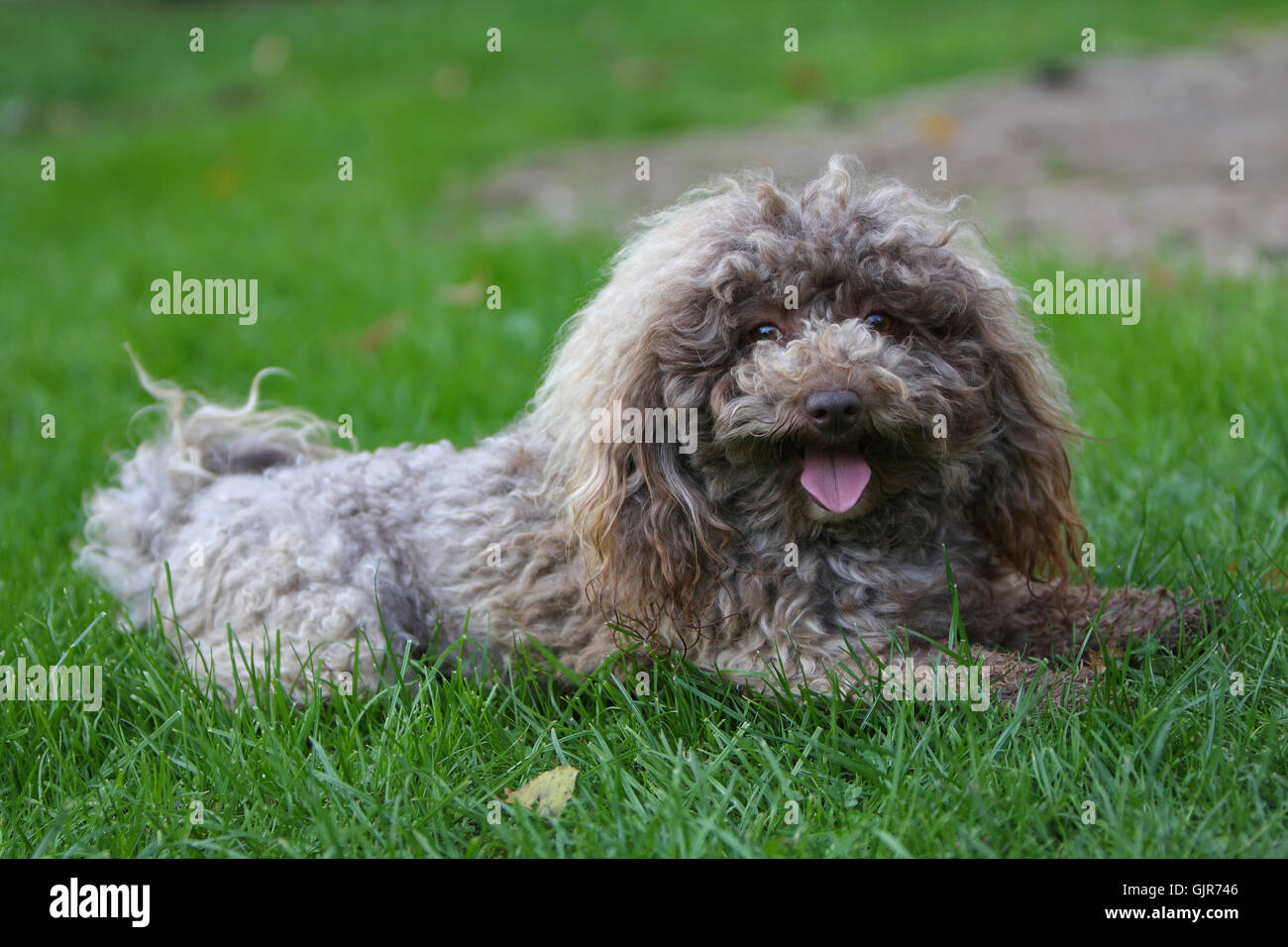 dog breed male dog Stock Photo - Alamy