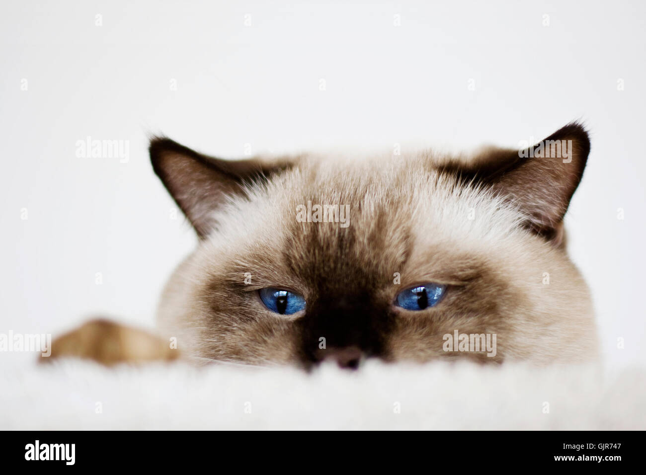 Bob hairs hi-res stock photography and images - Alamy