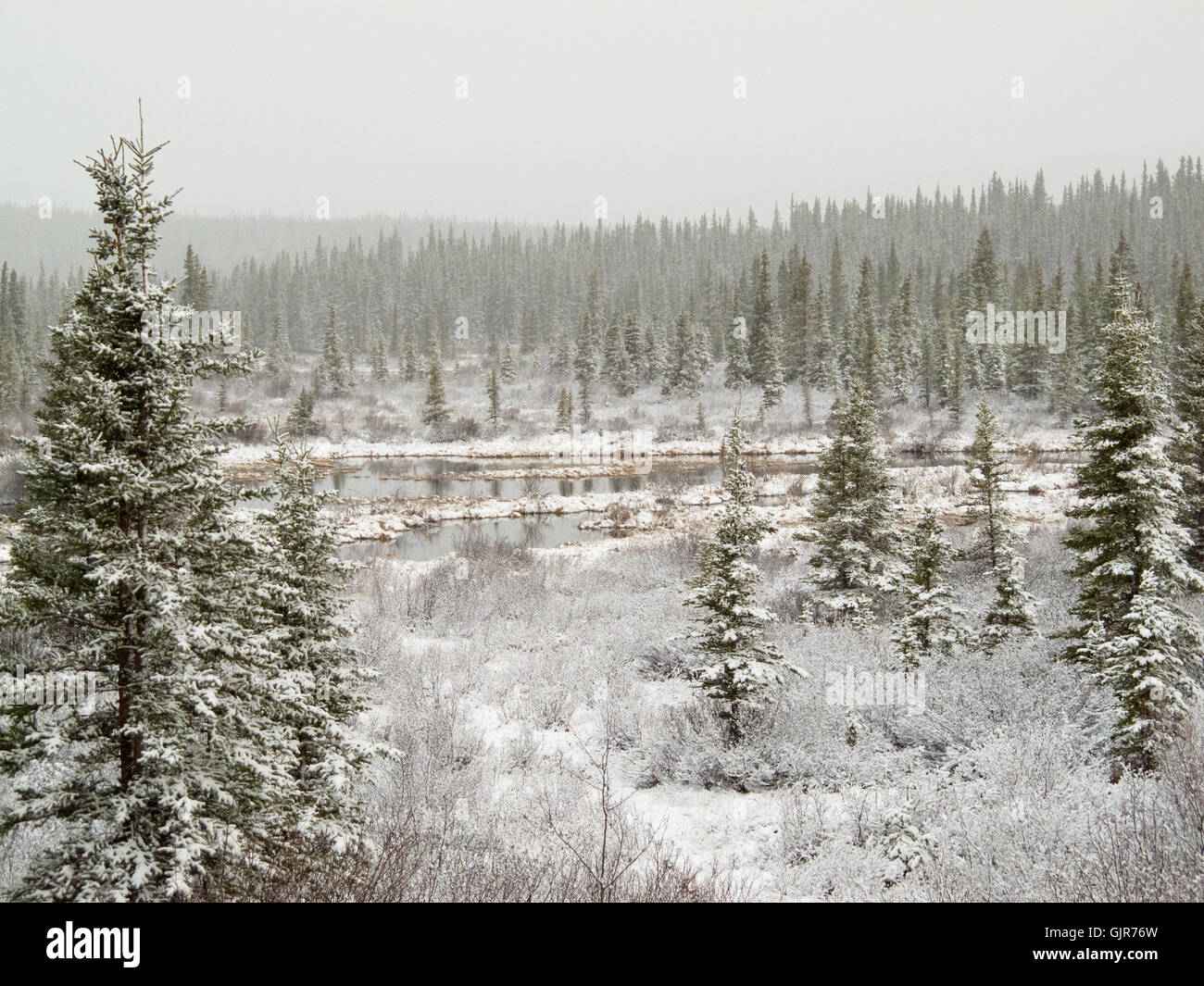 Snow falling on marshland pond in boreal forest Stock Photo - Alamy