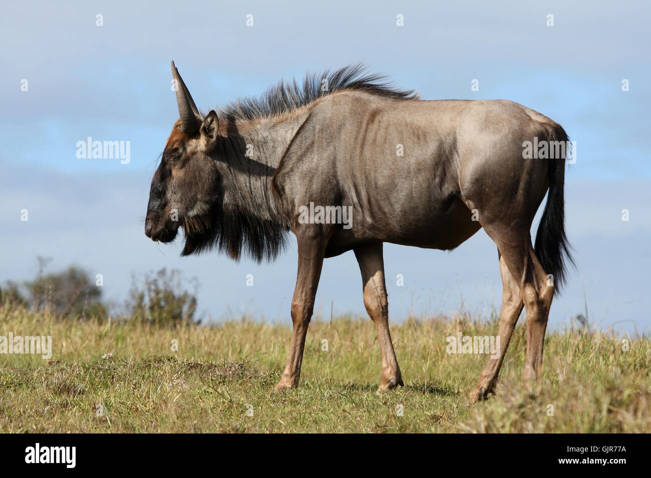 Wilderbeest hi-res stock photography and images - Alamy
