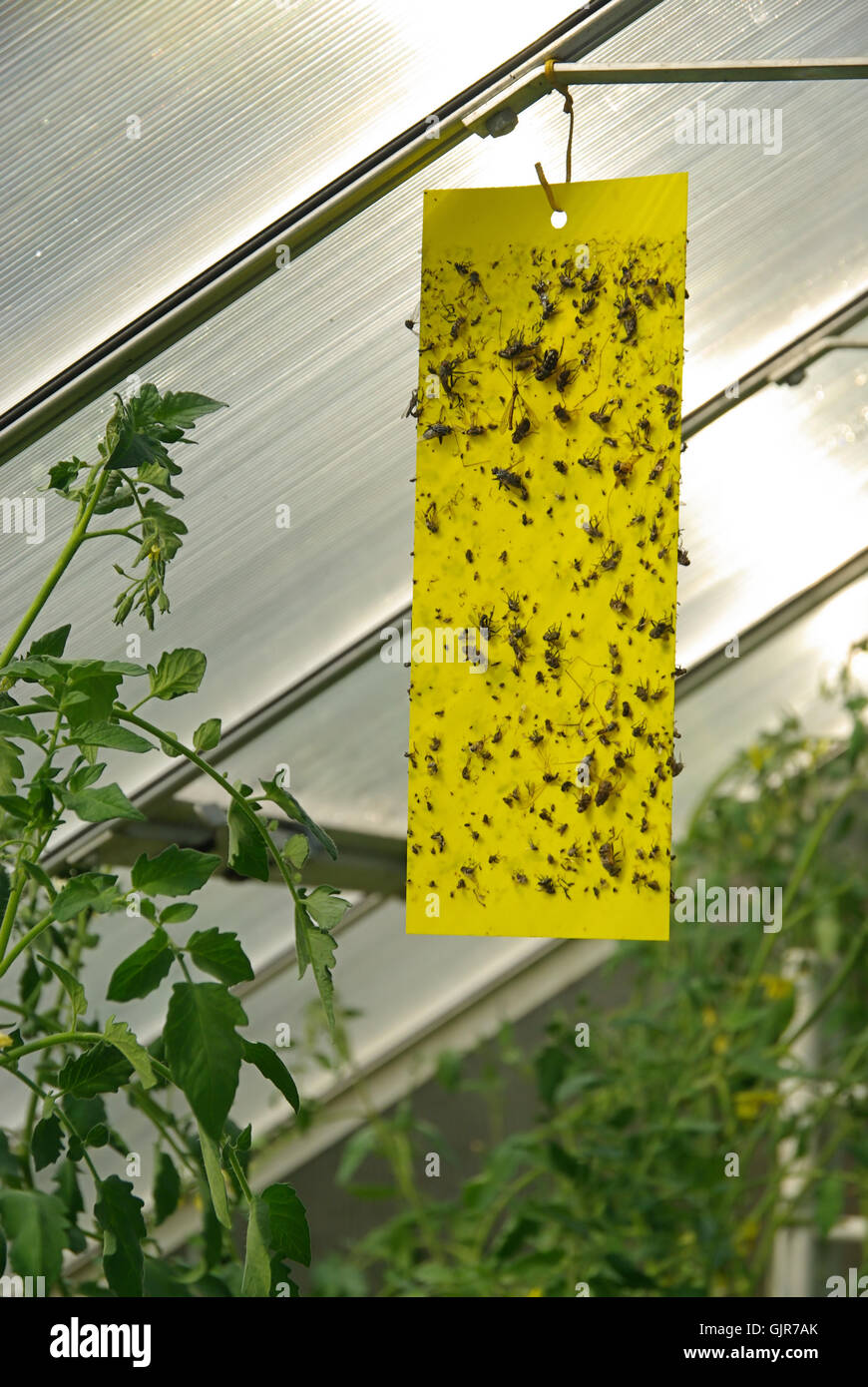 insect poison conservatory Stock Photo - Alamy
