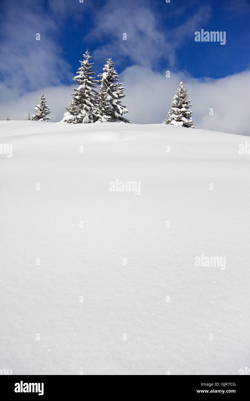 tree winter winter landscape Stock Photo - Alamy