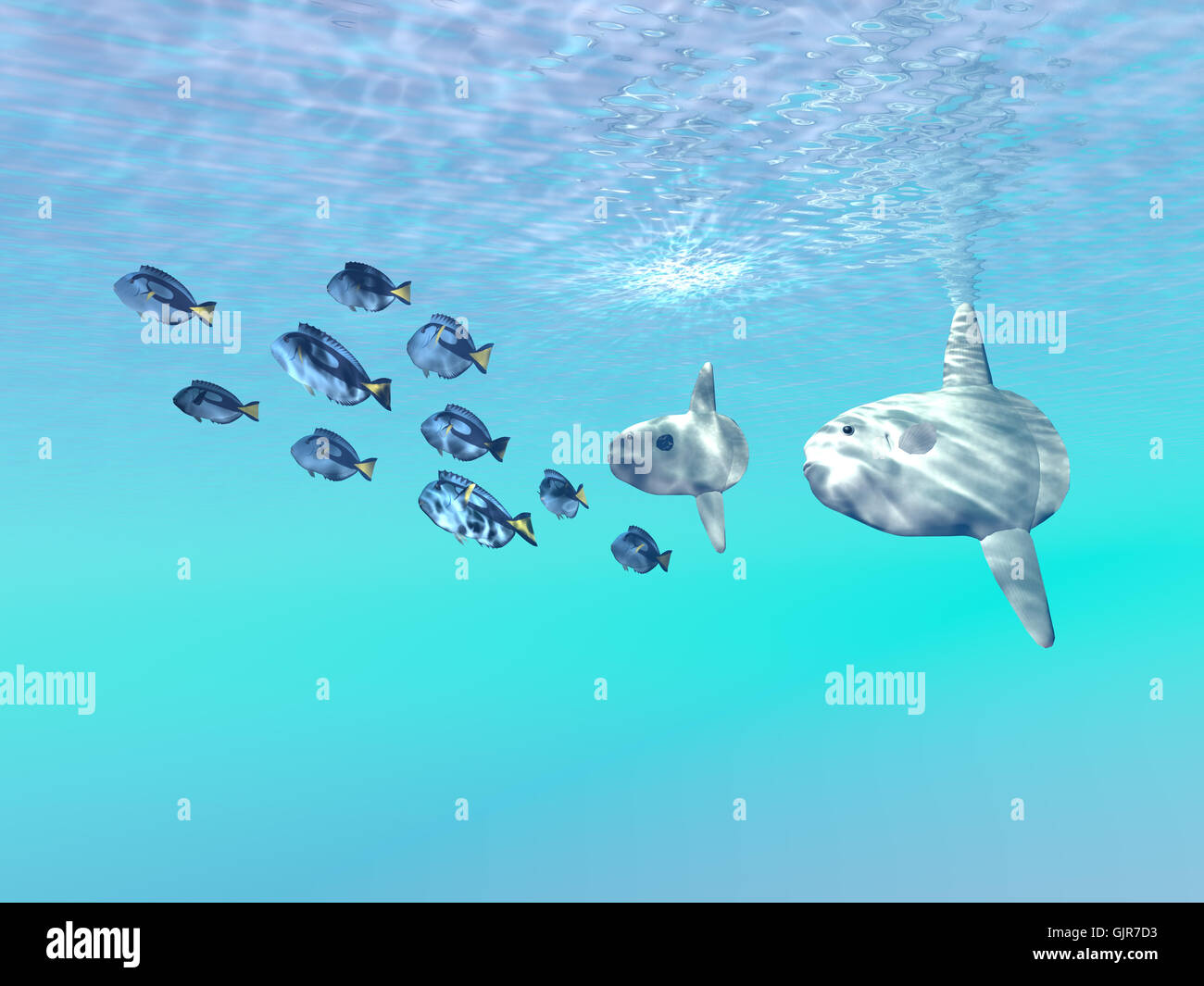 Saltwater organism hi-res stock photography and images - Alamy