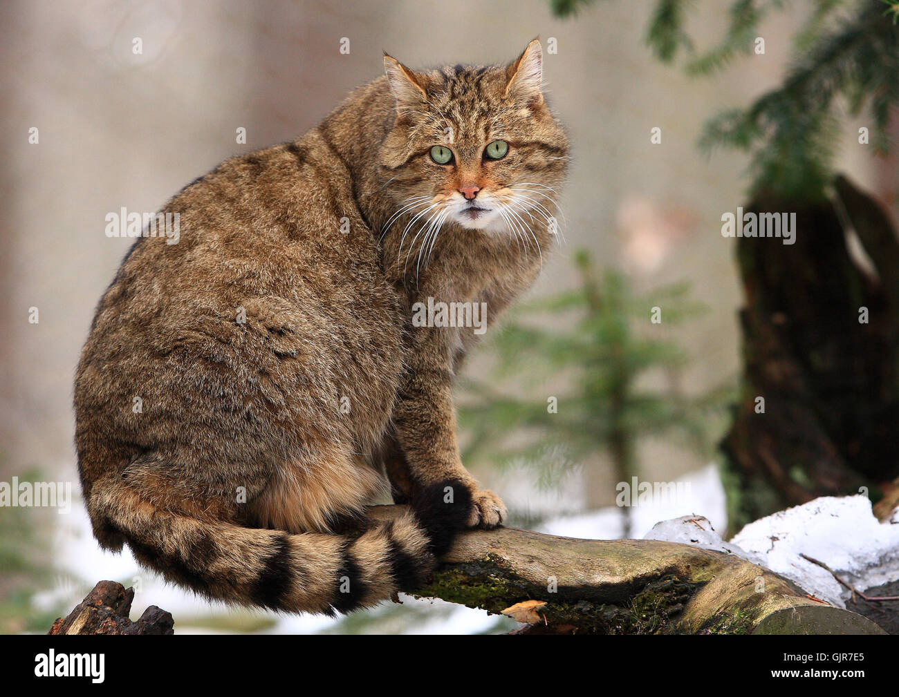Wildcat hi-res stock photography and images - Alamy