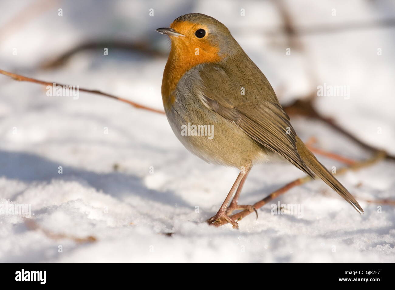 Red robin snow hi-res stock photography and images - Alamy