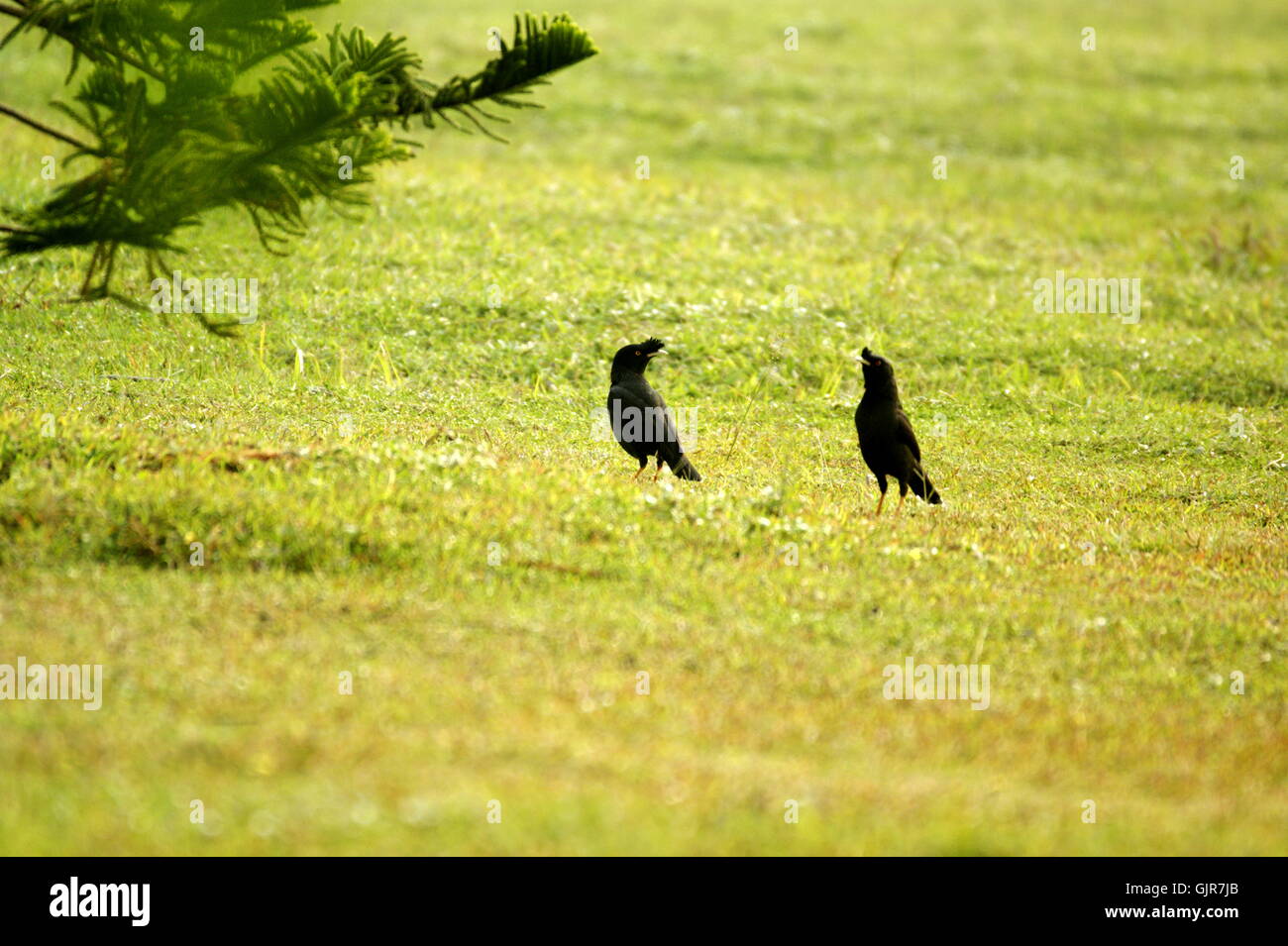 Eight birds hi-res stock photography and images - Alamy