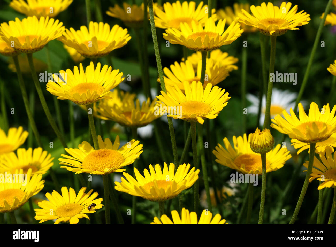 Yellow ox eye daisy hi-res stock photography and images - Alamy