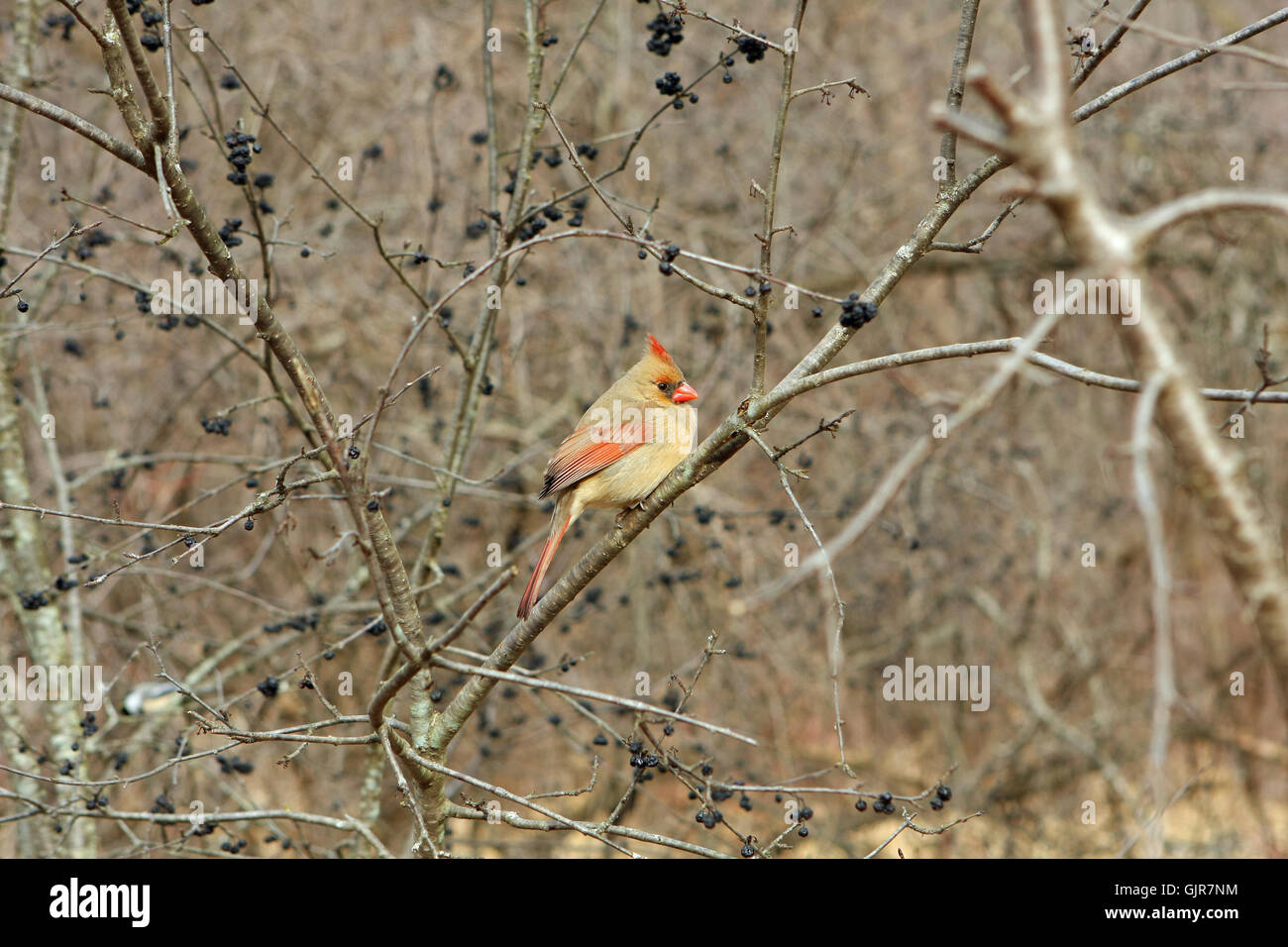 Bird cardinal fledgling hi-res stock photography and images - Alamy