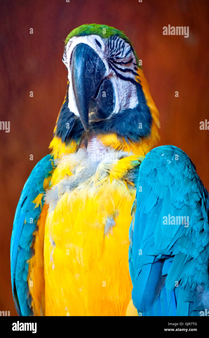 Macaw bird wings animal hi-res stock photography and images - Alamy