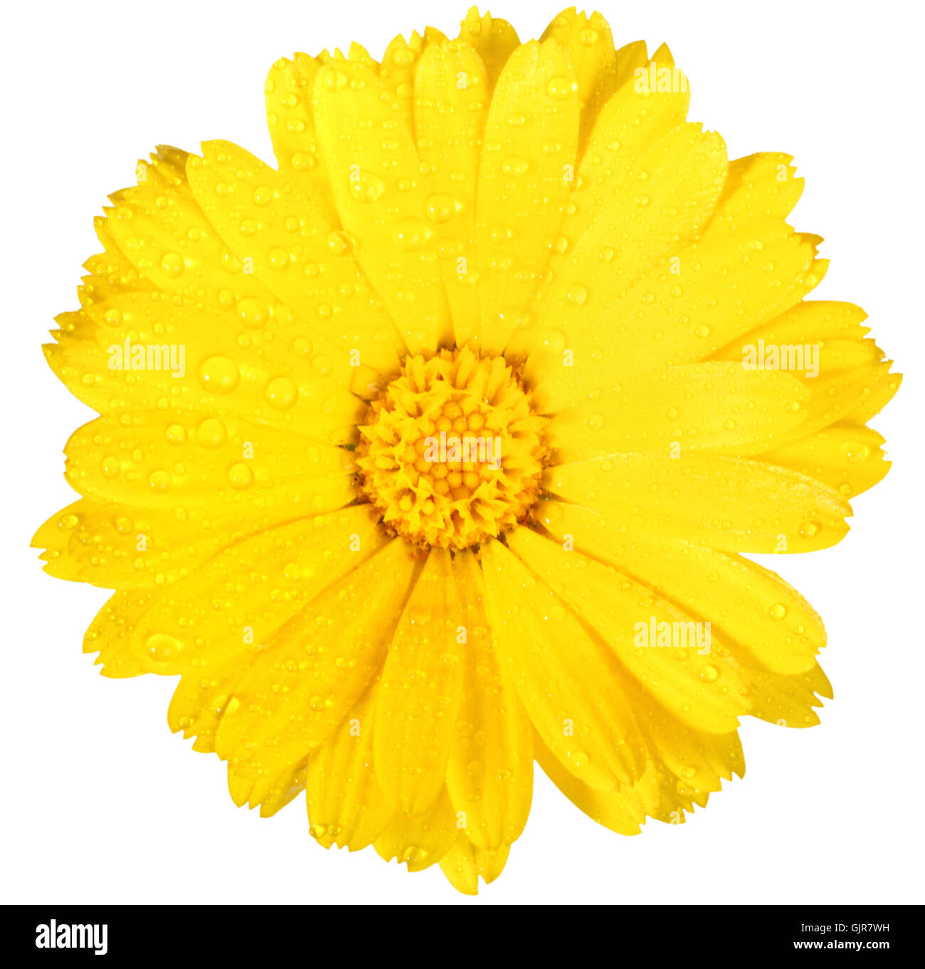 One yellow flower of calendula with dew Stock Photo - Alamy