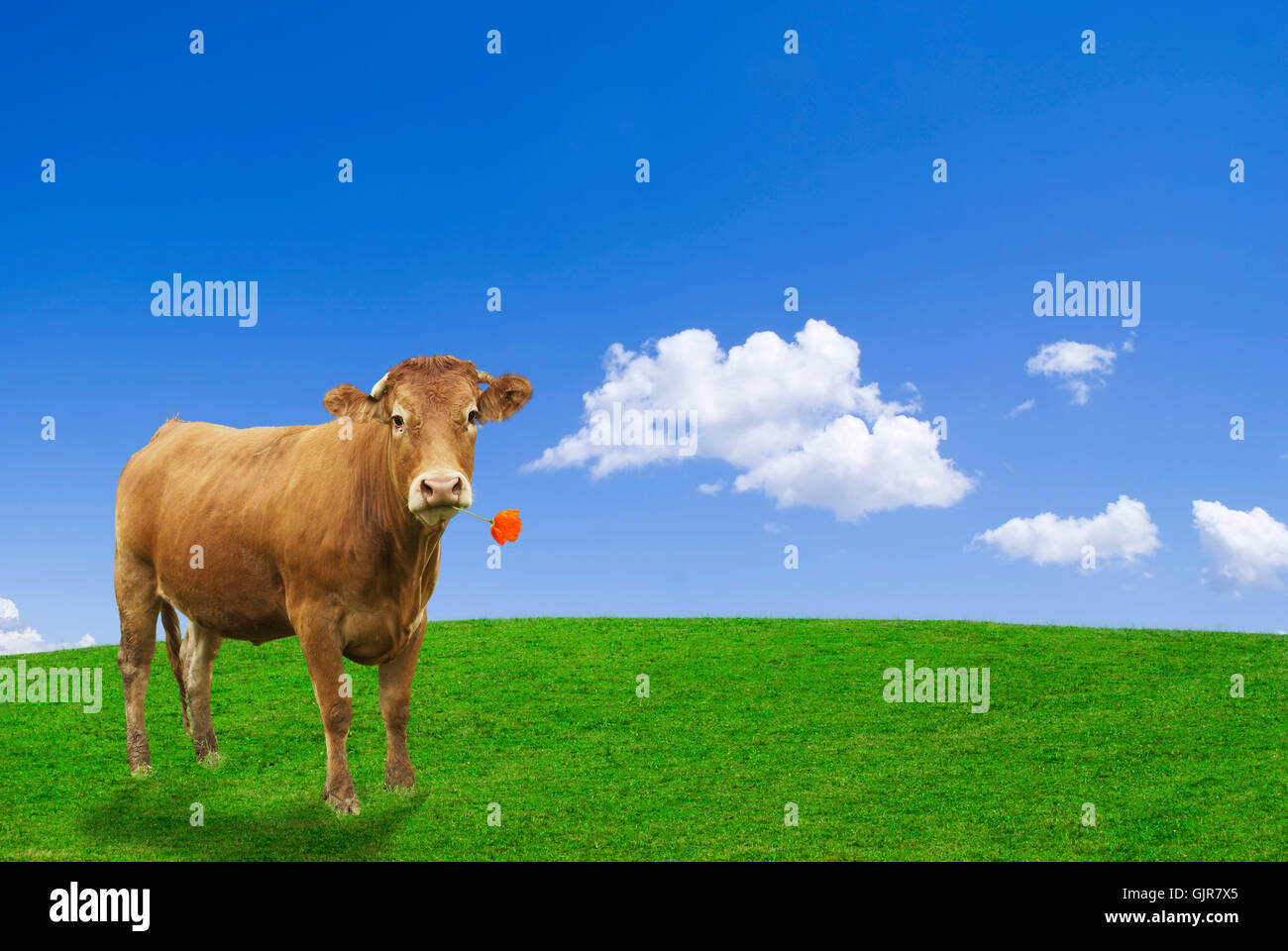 agriculture farming cow Stock Photo - Alamy