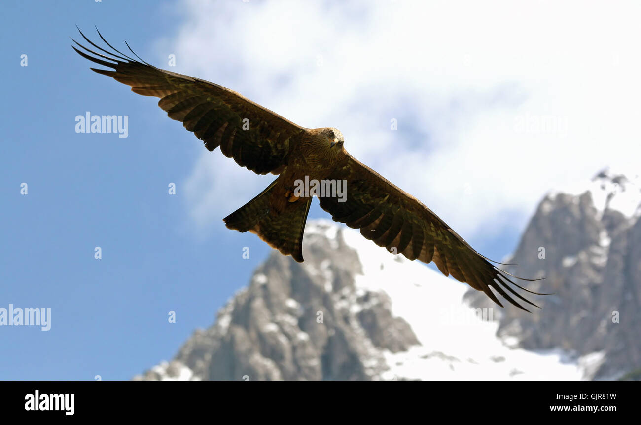 eagle in the alps Stock Photo - Alamy