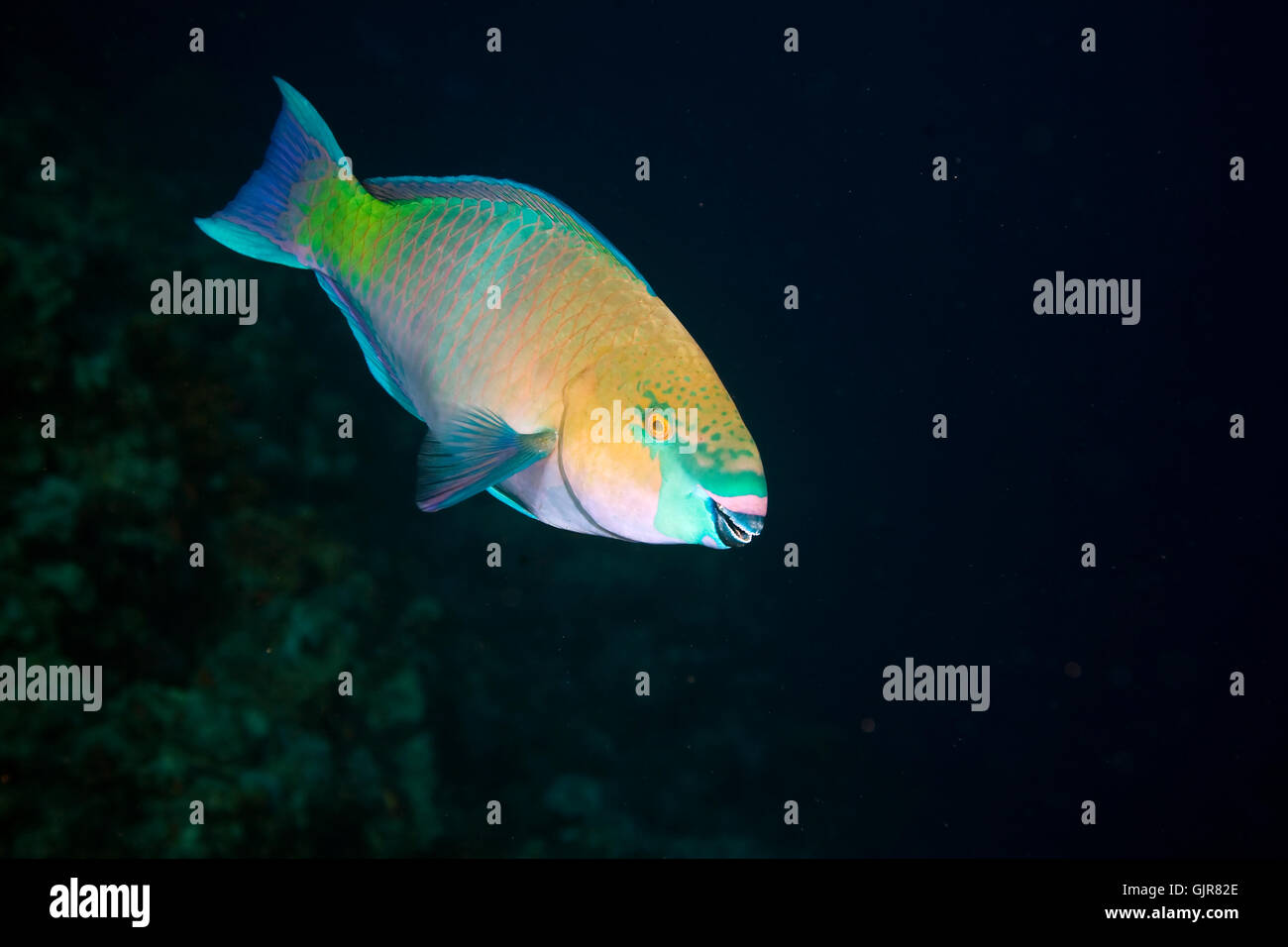 underwater tropical salt water Stock Photo - Alamy