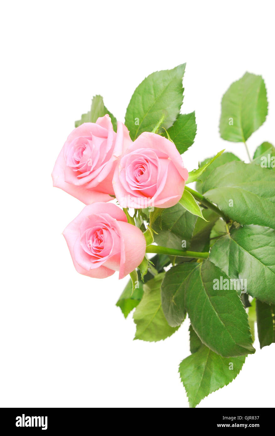 flower of pink roses on white background Stock Photo - Alamy