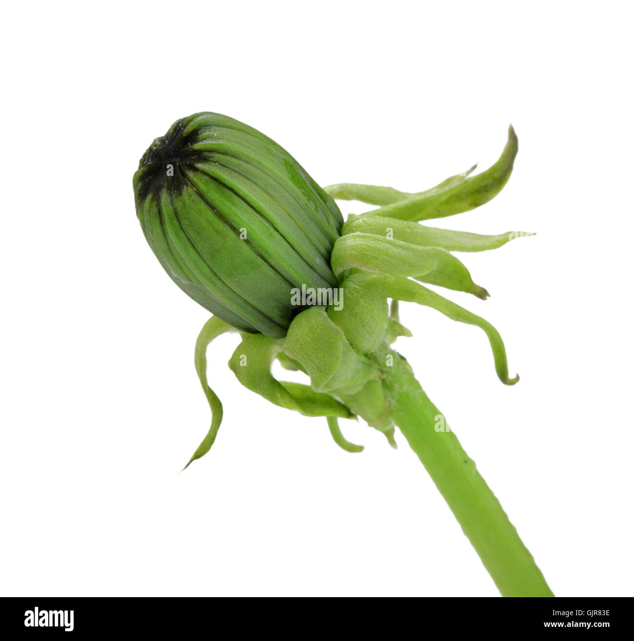 Full bud Cut Out Stock Images & Pictures - Alamy