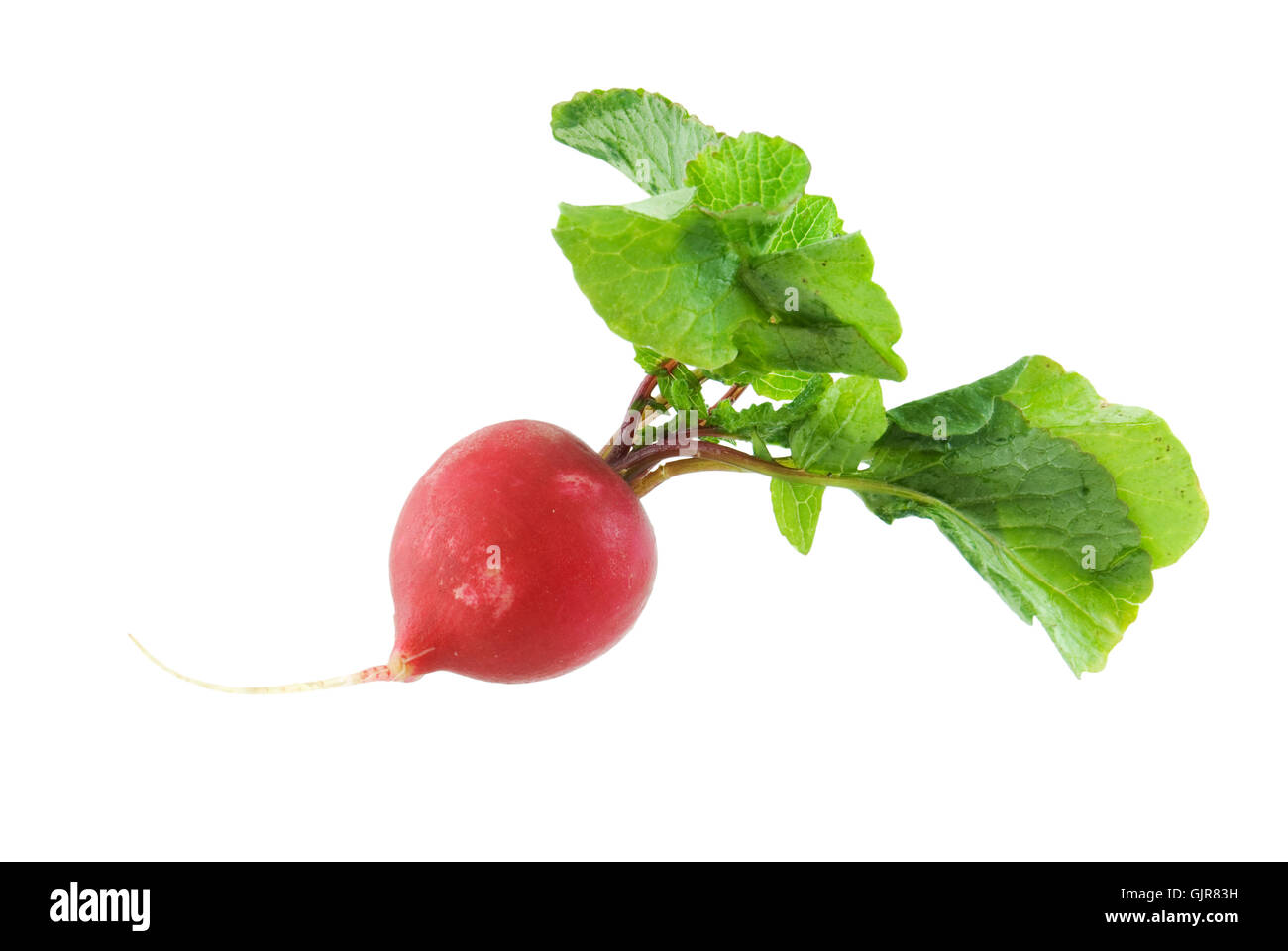 Radish hi-res stock photography and images - Alamy