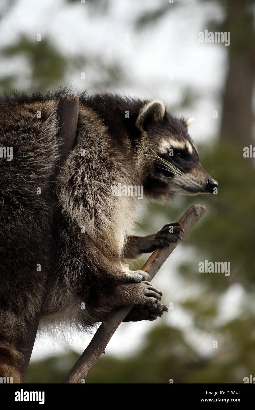 Grey racoon hi-res stock photography and images - Alamy