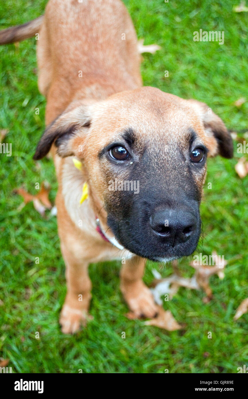 Dog staring intently and humbly Stock Photo - Alamy