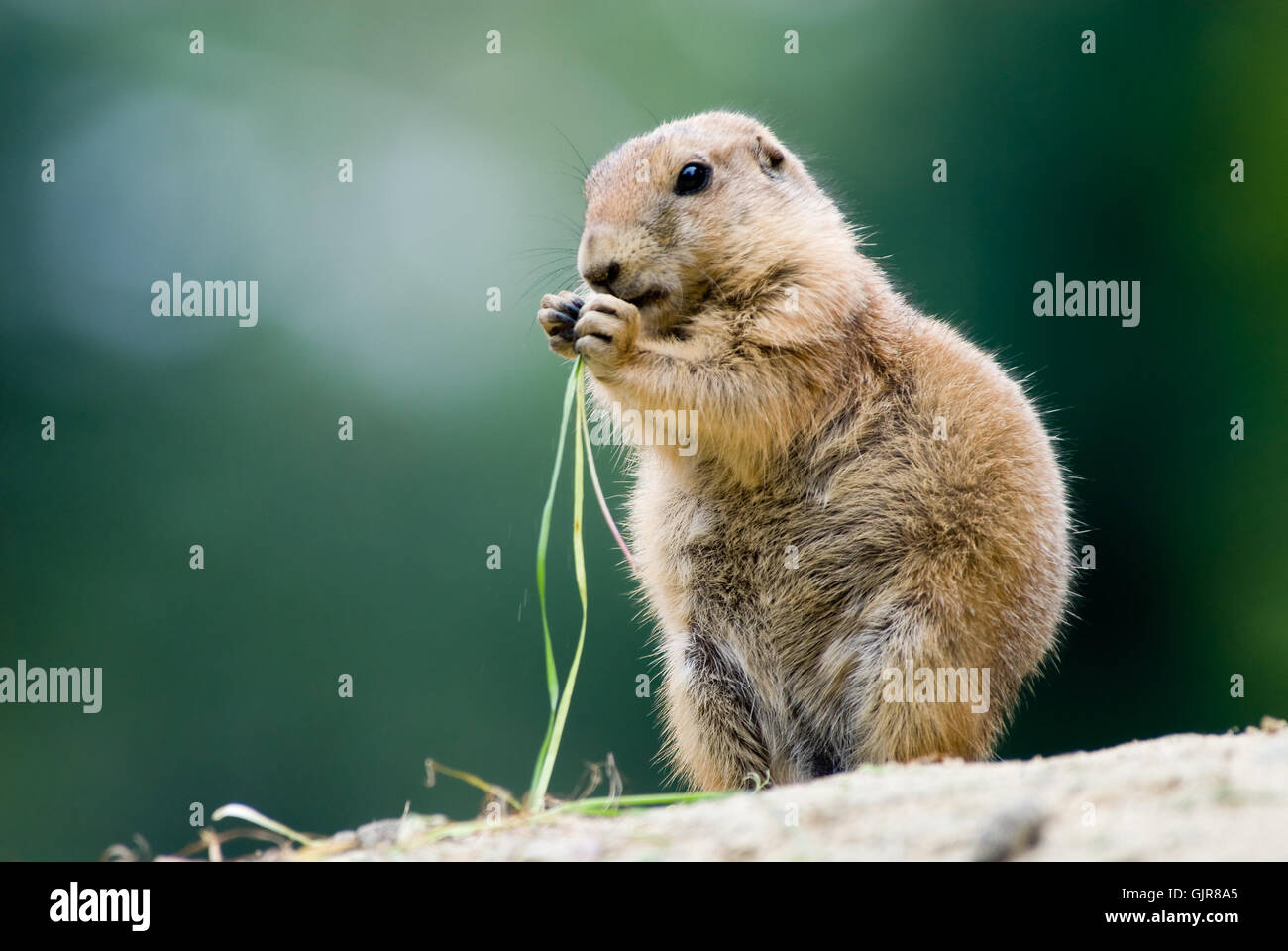 animal mammal rodent Stock Photo - Alamy