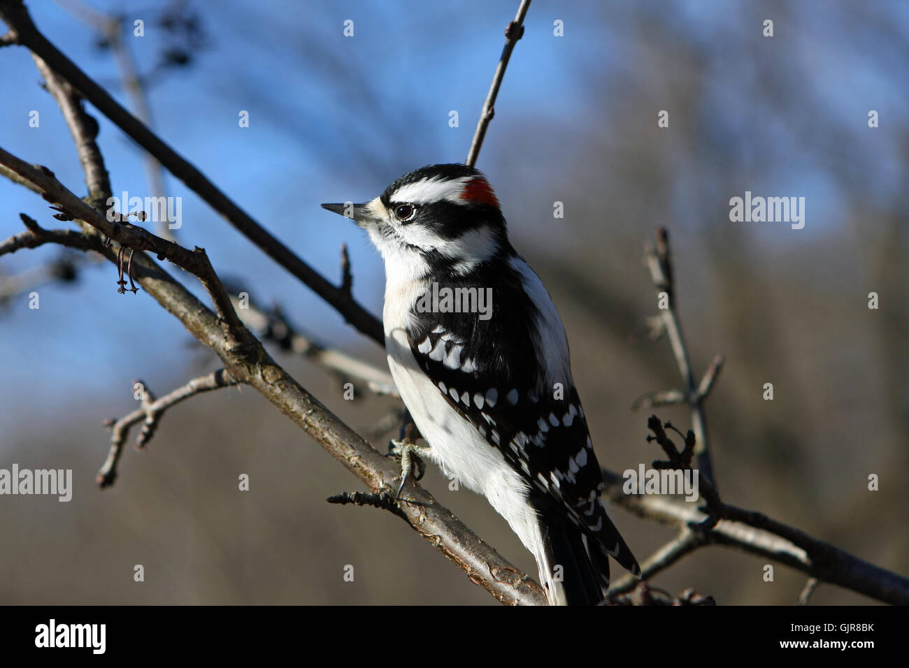 Picoides pubescens pecking hi-res stock photography and images - Alamy