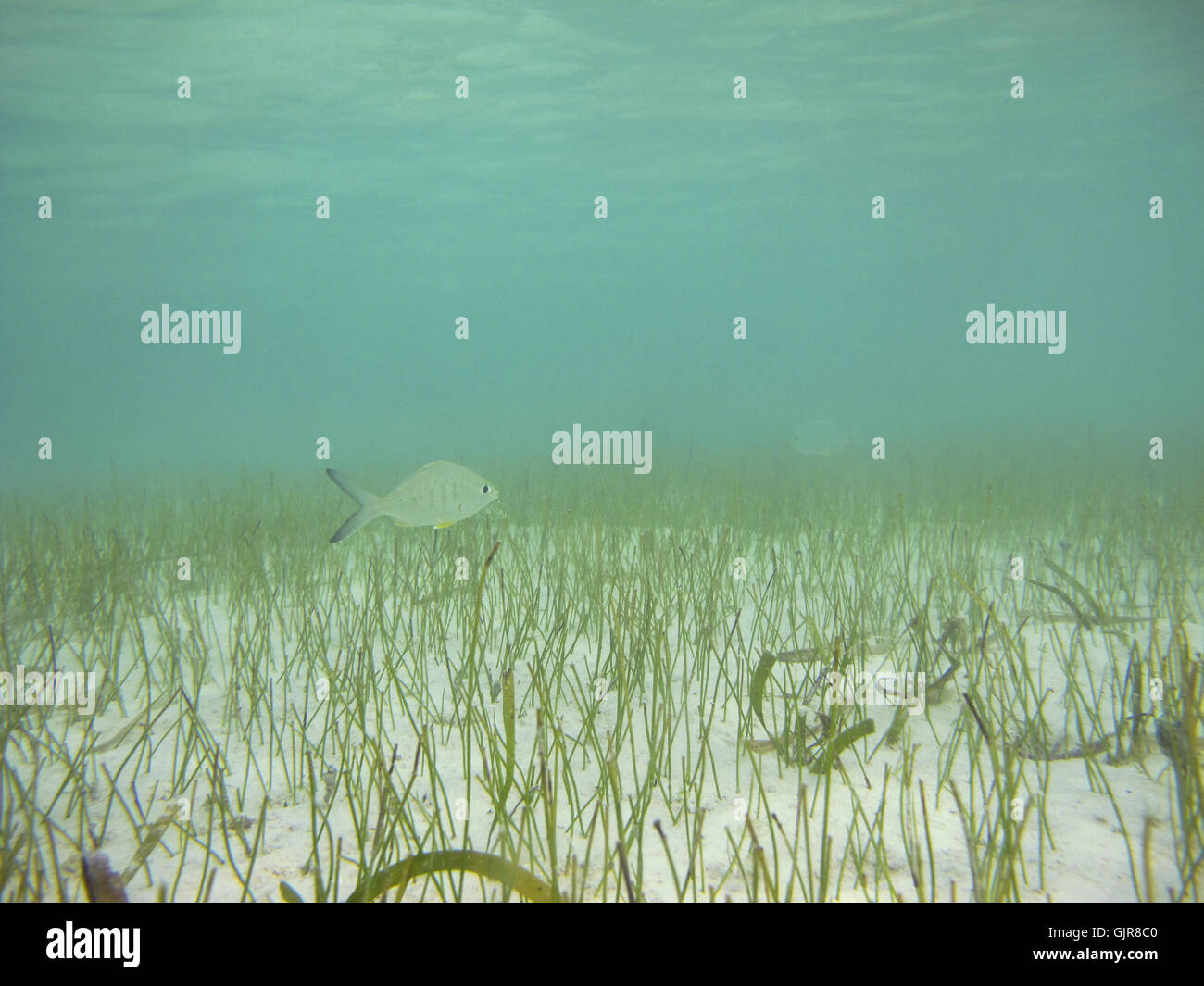 Fish in a shallow Stock Photo - Alamy