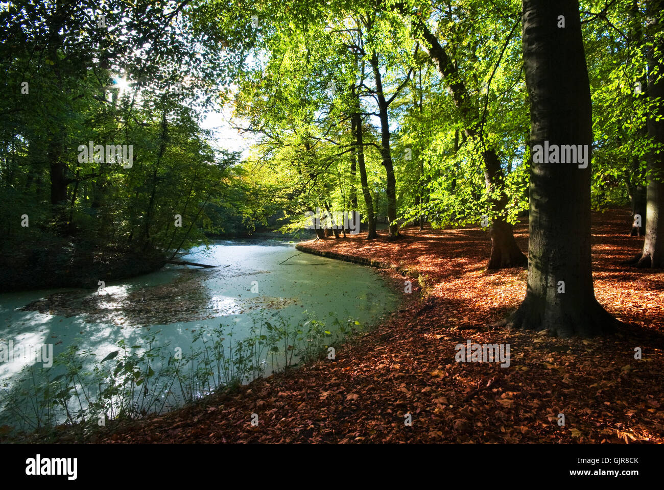 tree trees park Stock Photo - Alamy