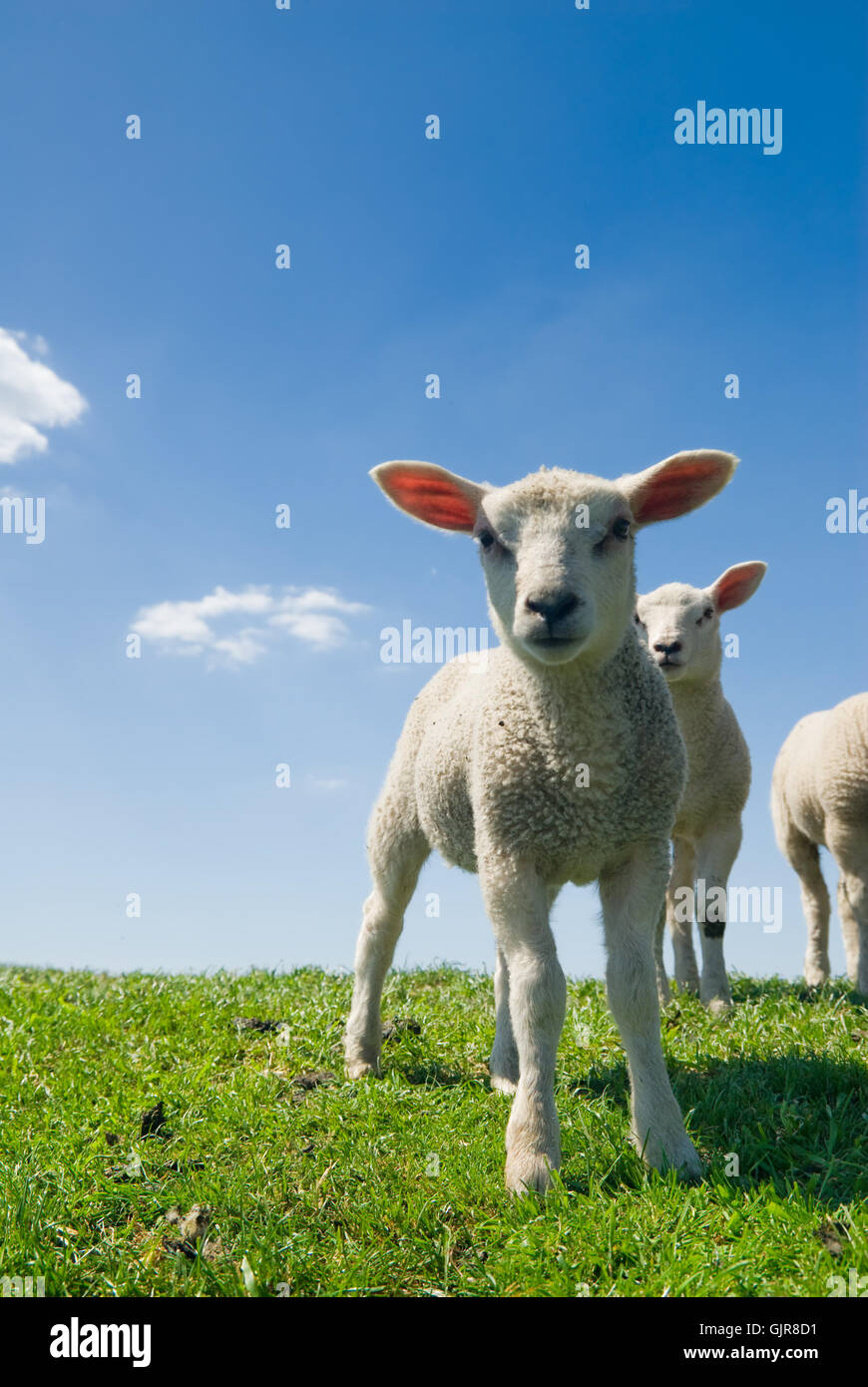 animal sheep spring Stock Photo - Alamy