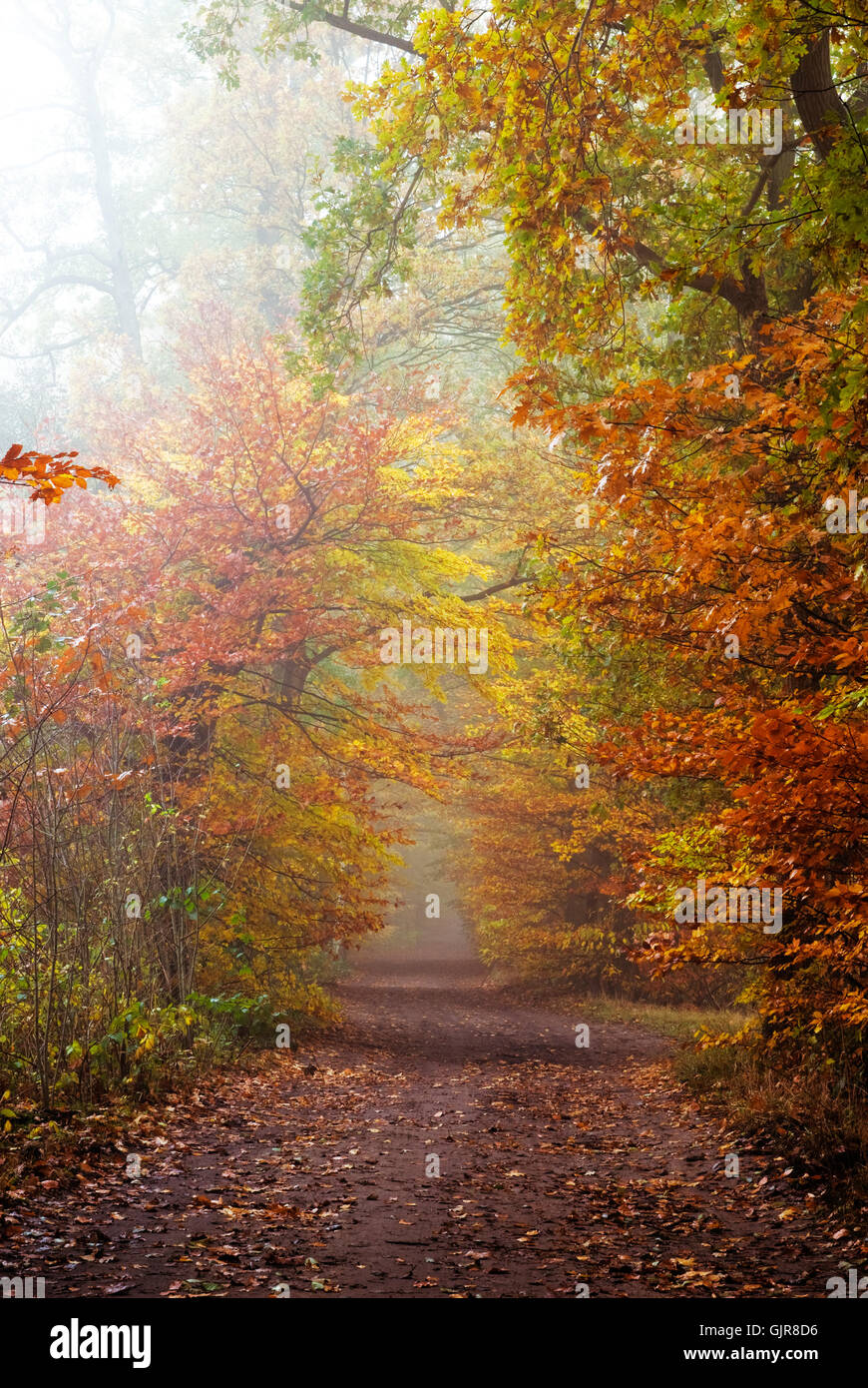 tree trees park Stock Photo - Alamy
