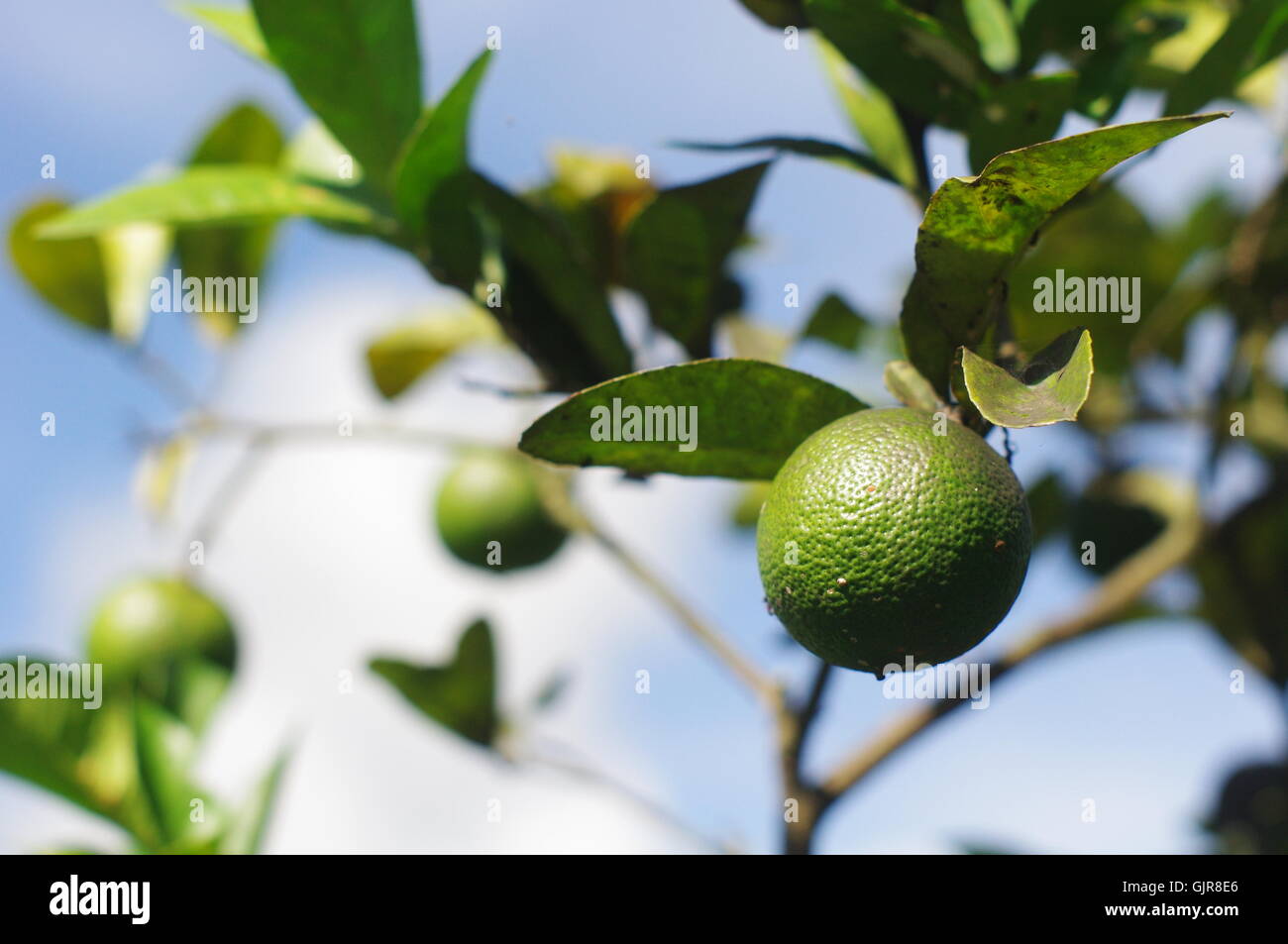 Fruitful tree hi-res stock photography and images - Alamy