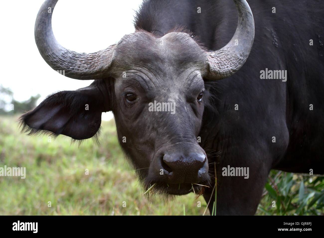 Cape Buffalo Cow Stock Photo - Alamy