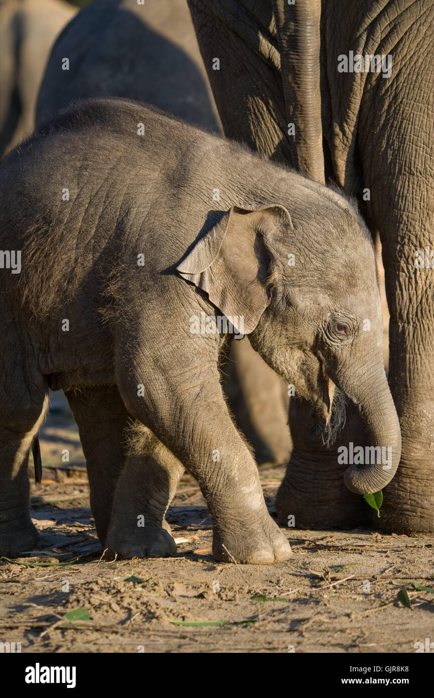 Tiny tusk hi-res stock photography and images - Alamy