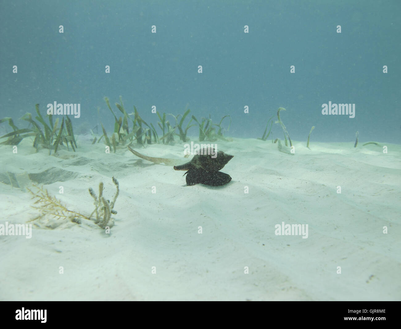 Ocean slime hi-res stock photography and images - Alamy