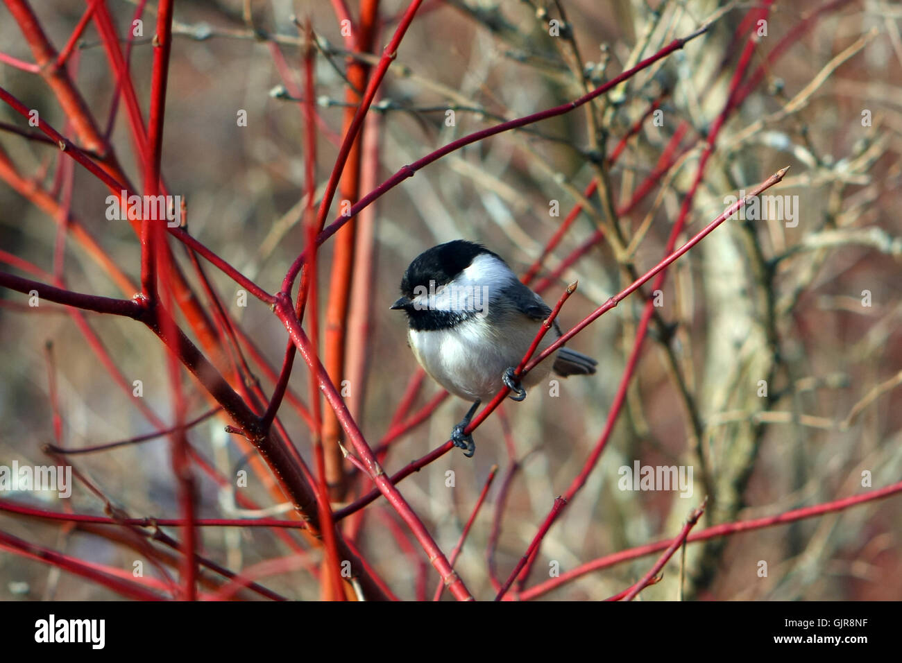 Black-capped Chickadee Poecile atricapillus Stock Photo - Alamy