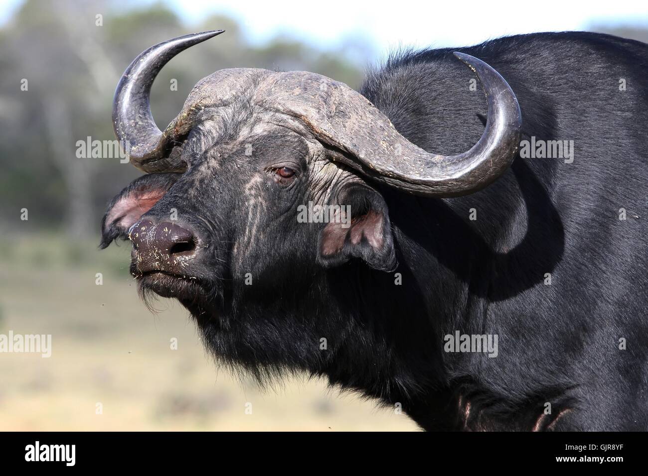 Bull with wet nose hi-res stock photography and images - Alamy