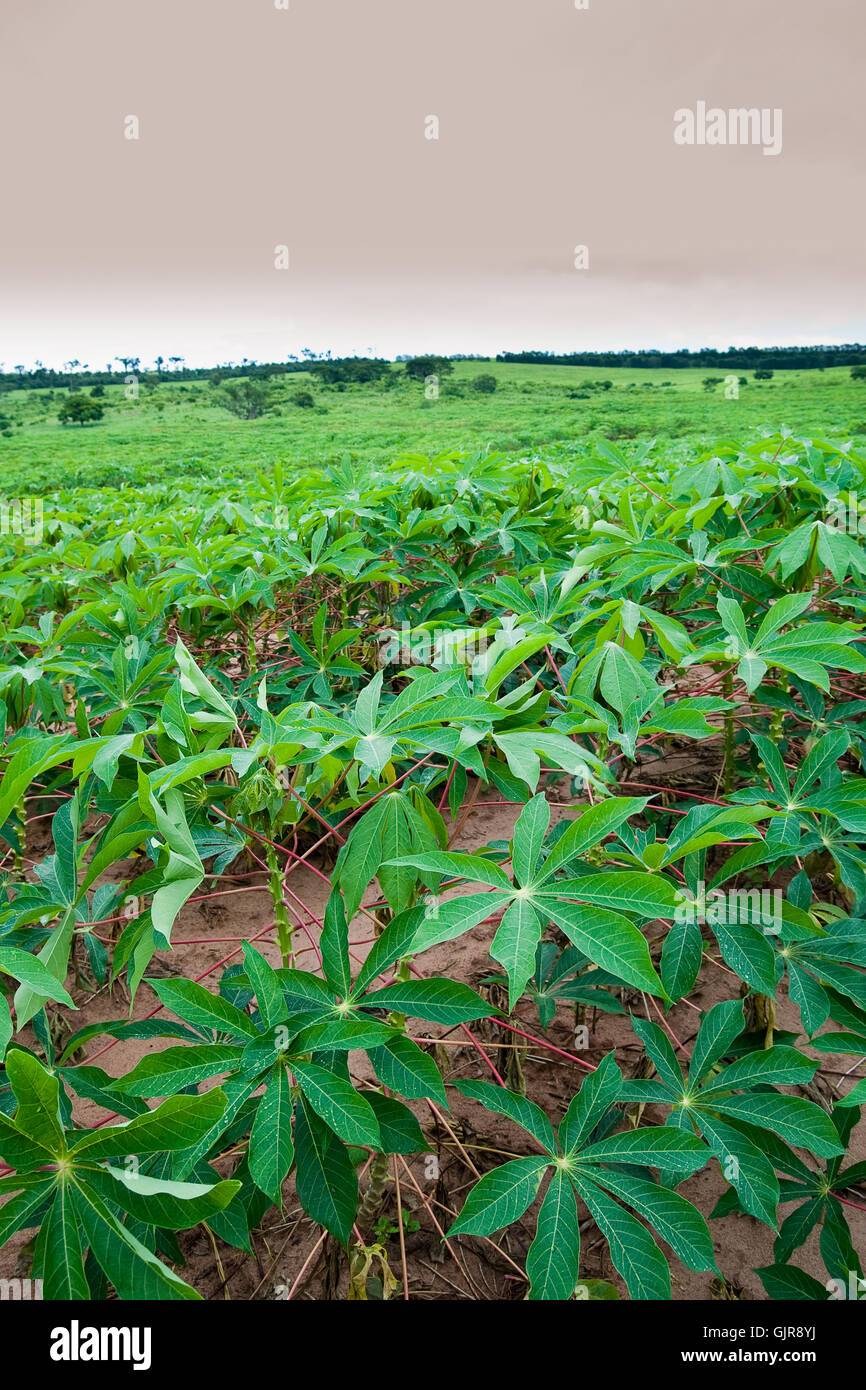 Manioc peel hi-res stock photography and images - Alamy