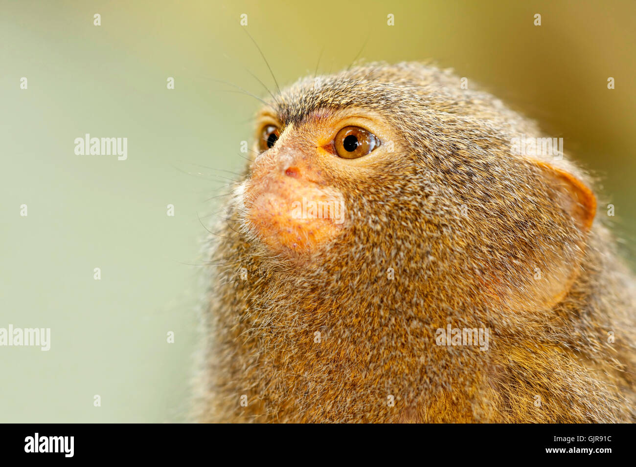mammal monkey zoo Stock Photo - Alamy