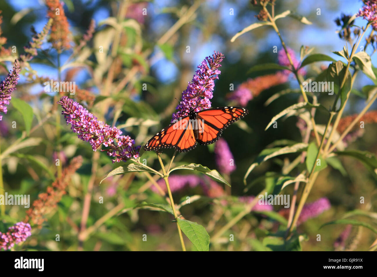 Monarch Butterfly Danaus plexippus Stock Photo - Alamy