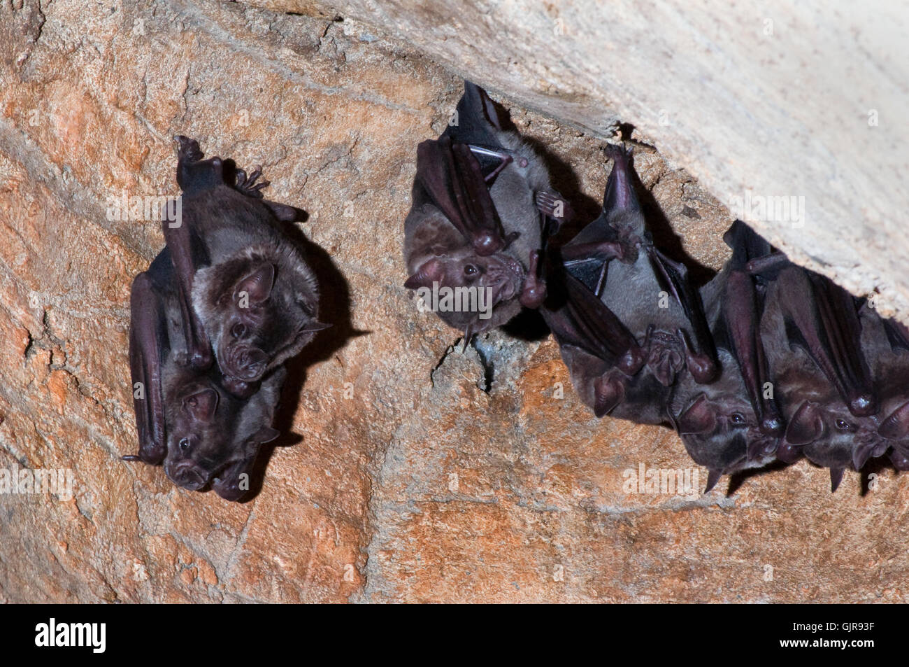 Bats on cave wall Stock Photo - Alamy