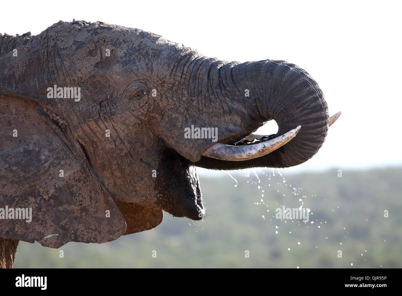African Elephant Drinking Water Stock Photo - Alamy