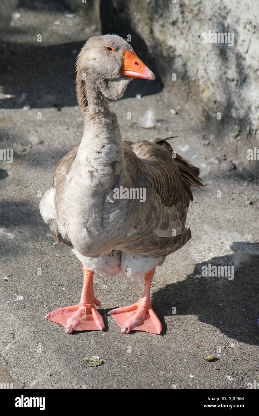 Savage goose standing and turning head Stock Photo - Alamy