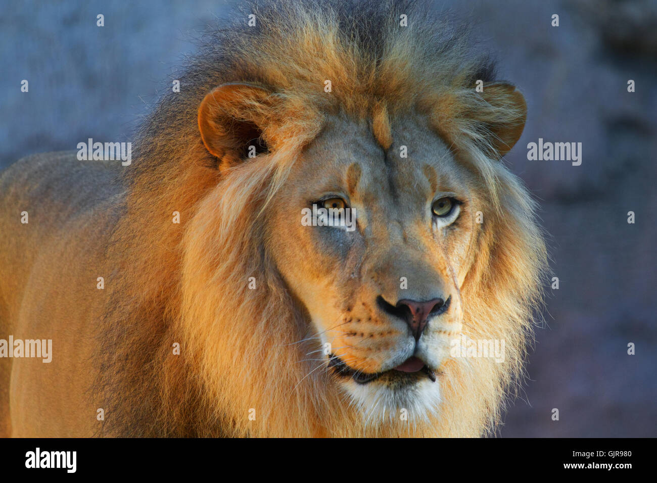 Golden Lion looking right Stock Photo - Alamy