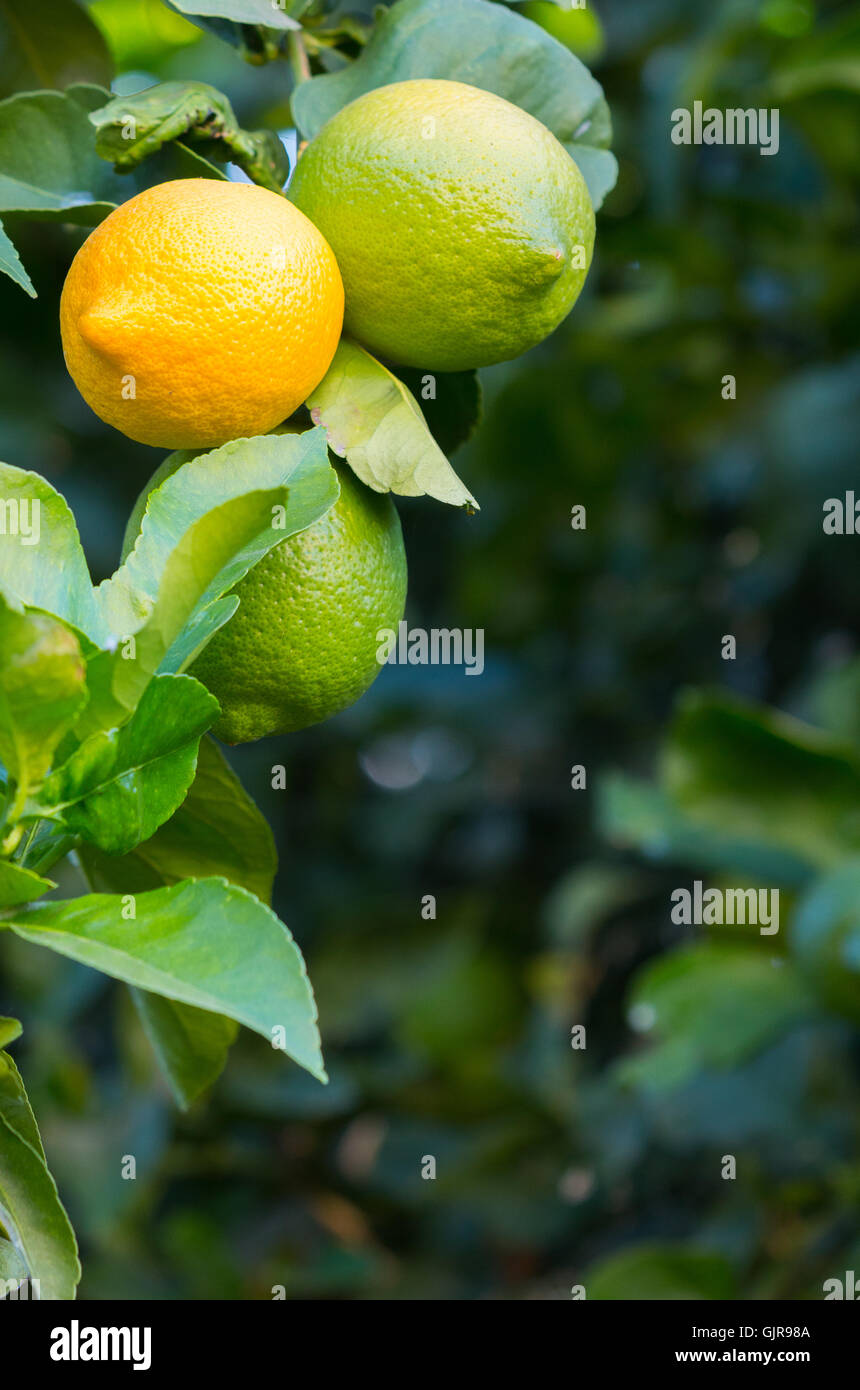 CLuster of lemons, ripe and not ripe hanging on a tree Stock Photo - Alamy