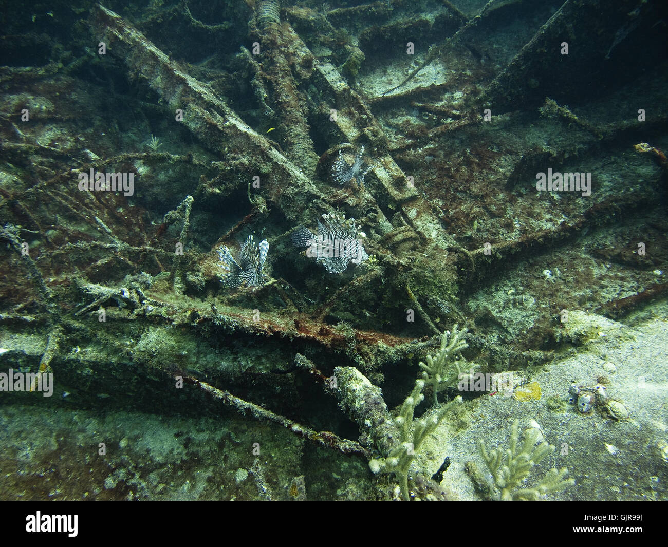 Lion fish in a shipwreck Stock Photo - Alamy